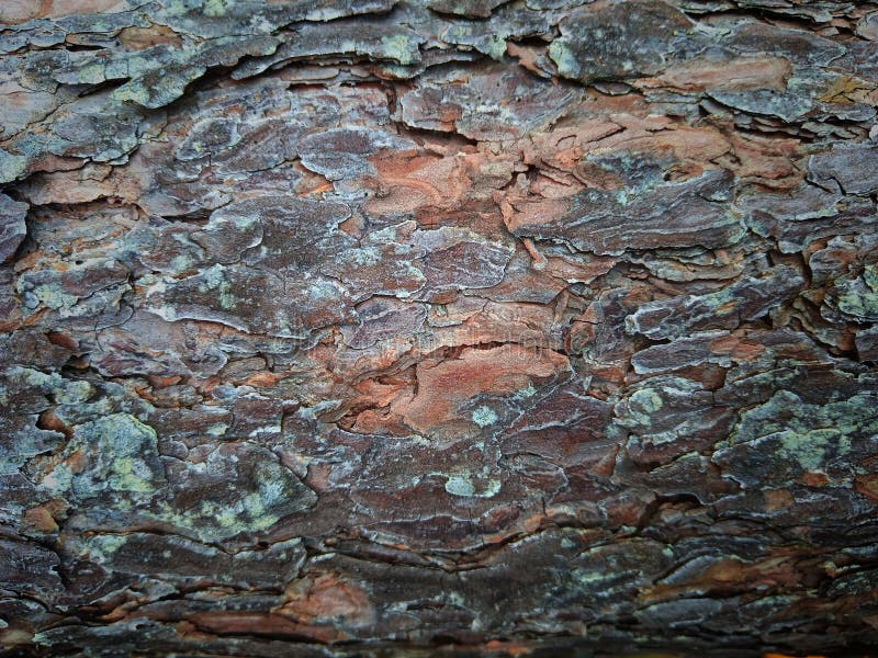 Orange Gray Tree Bark Texture. Nature Relief. Nature Texture ...