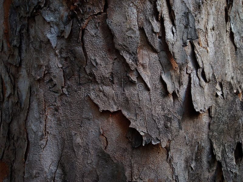 Rough Tree Bark, Hard Texture Background Image Stock Image - Image of ...