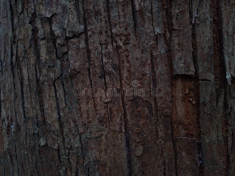 Rough Tree Bark, Hard Texture Stock Photo - Image of tree, hard: 214156778