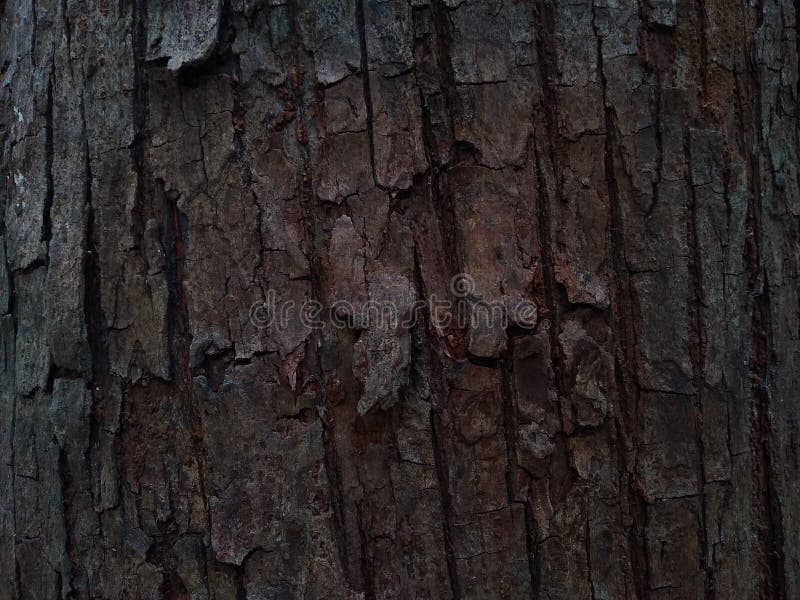 Rough Tree Bark, Hard Texture Stock Photo - Image of floor, wood: 214156782