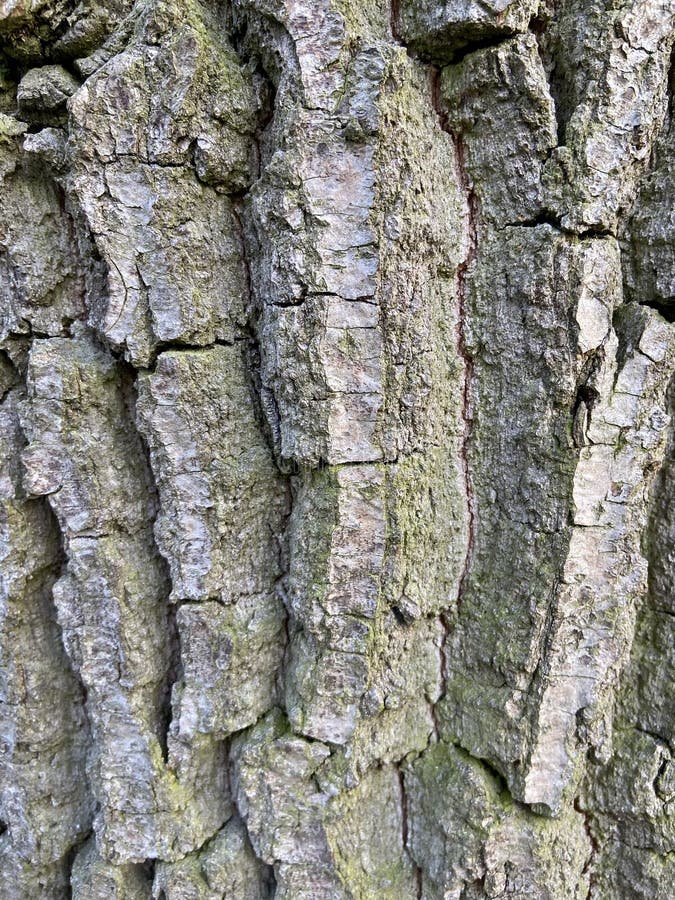 320 Bark Horizontal Format Stock Photos - Free & Royalty-Free Stock ...