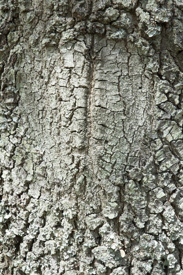 Rough Tree Bark with Pattern Stock Image - Image of forest, outdoors ...