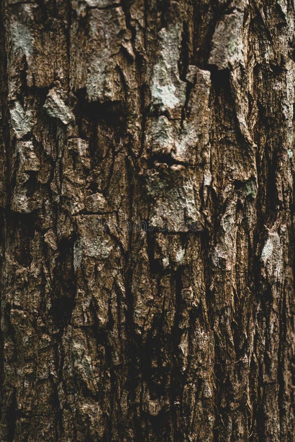 Close-up of Rough Tree Bark Texture, Showcasing Natural Patterns and ...
