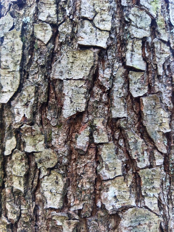 Tree Bark Texture. Nature Texture. Nature Relief. Background Nature ...