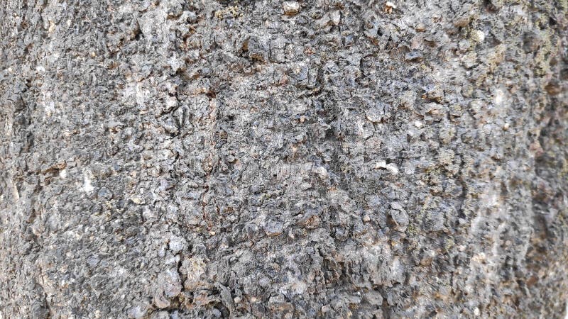 Rough Tree Bark Shows Intricate Patterns and Textures in the Forest ...