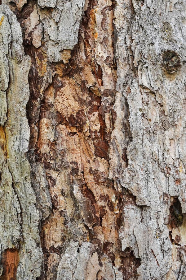 Rough Tree Bark Texture Background Stock Photo - Image of background ...