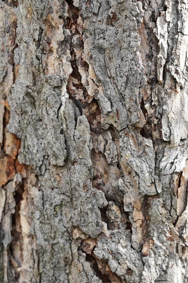 Rough Tree Bark Texture Background Stock Image - Image of nature, rough ...