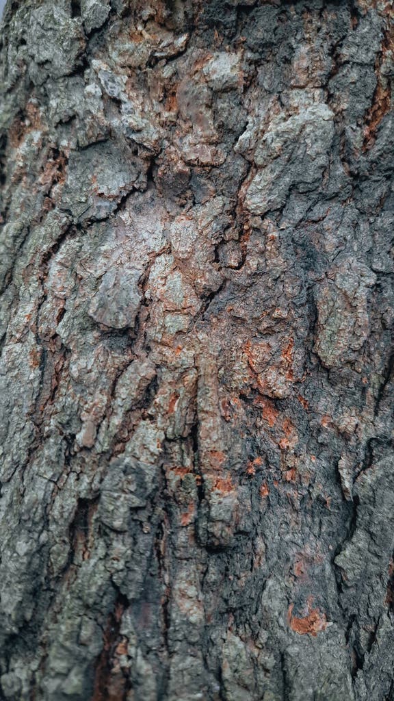 Rough Tree Bark Texture Close-Up Stock Photo - Image of nature, bark ...