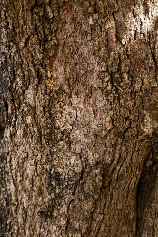 Rough Tree Bark Texture stock image. Image of surface - 382677007