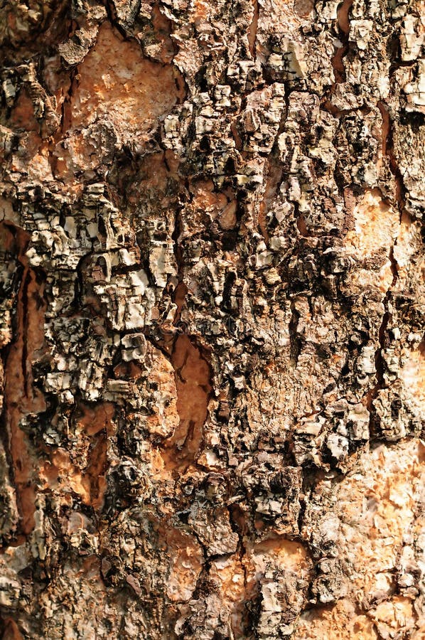 Rough Tree Bark Texture stock image. Image of textured - 219733709