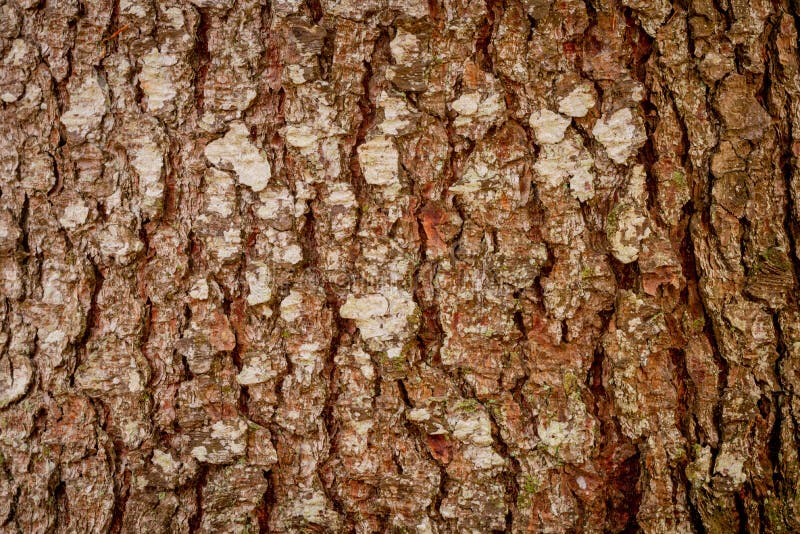 Rough Tree Bark Texture Pattern, Conifer Rind, Closeup Stock Image ...