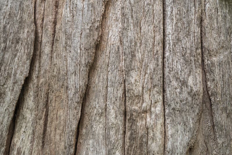 Rough Tree Bark Texture stock photo. Image of forest - 108334242