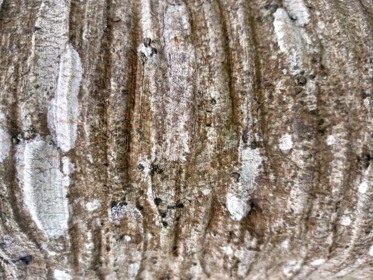 Rough Tree Bark Texture with Vertical Ridges Stock Image - Image of ...