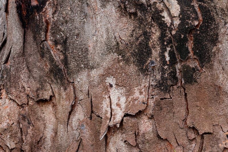 Rough Tree Bark Texture. Wood Bark Background Stock Image - Image of ...