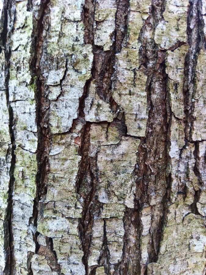 Tree Bark Texture. Nature Texture. Nature Relief. Background Nature ...