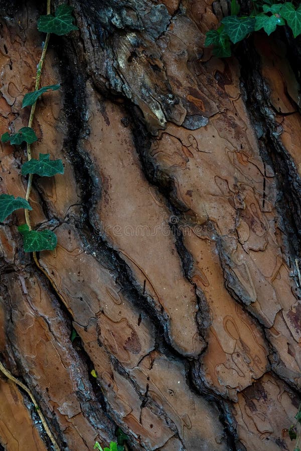 Rough Tree Surface Split with Deep Cracks Longitudinally Stock Image ...