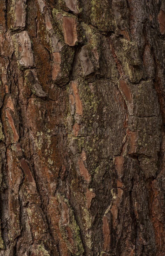 Close-up old pine trunk stock photo. Image of architecture - 209105286
