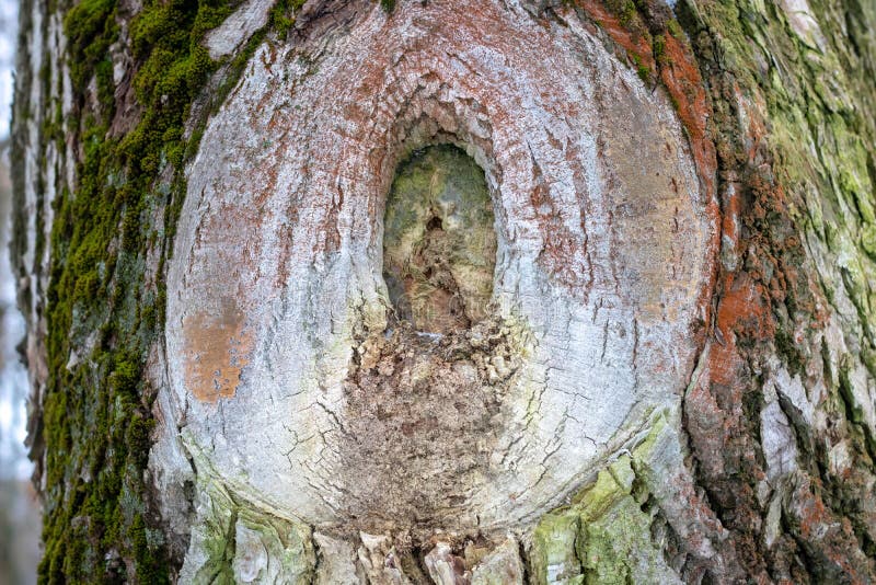 Rough Tree Trunk Surface with a Big Tree Knot Surrounded with Green ...