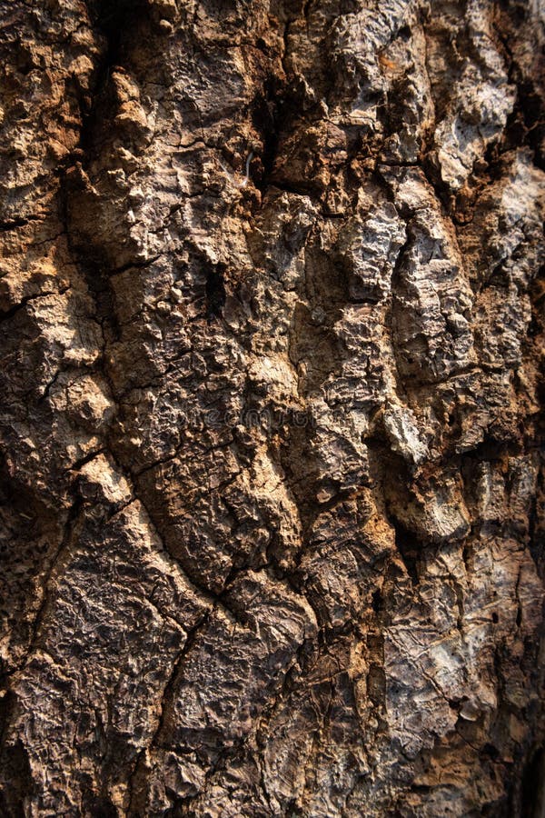 Rough Tree Wood Texture Close Up Stock Photo - Image of closeup, lumber ...