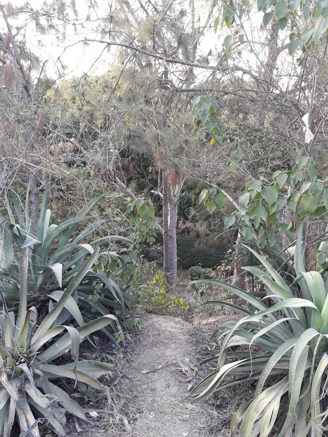 Rough trees with a path stock image. Image of woodland - 190845043