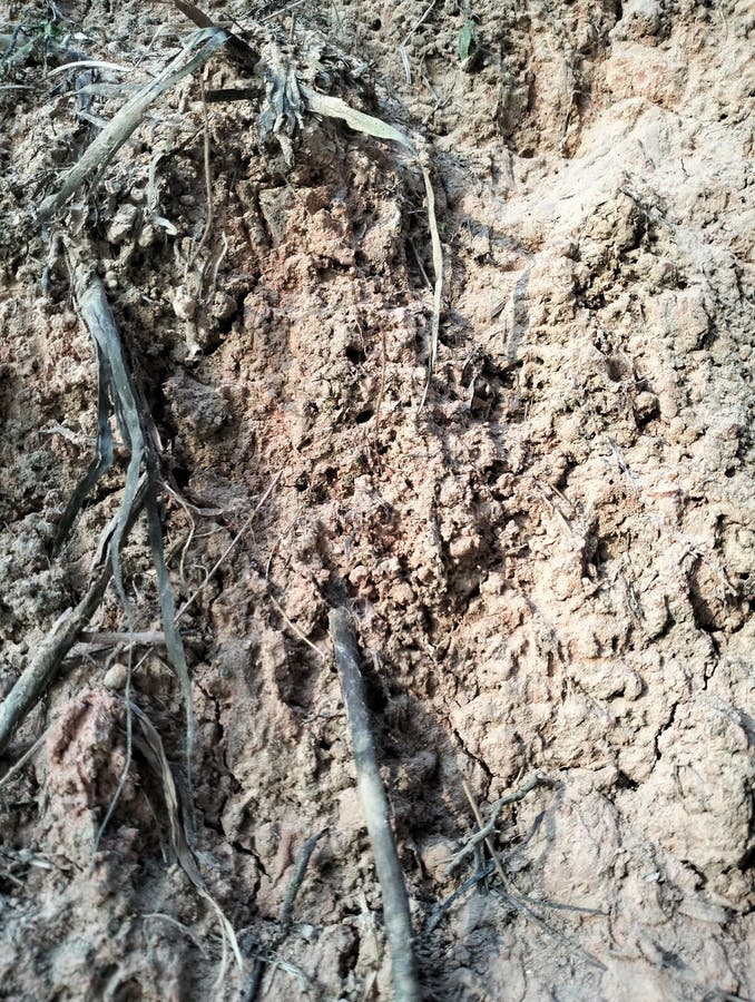 Rough, Uneven Surface of Dry, Compacted Soil with Visible Clumps and ...