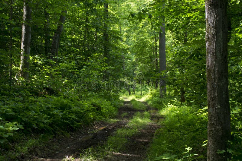 Rough Road through the Forest Stock Image - Image of uneven, trees ...