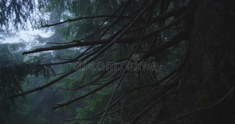 Stranger Things Trees Stock Photos - Free & Royalty-Free Stock Photos ...