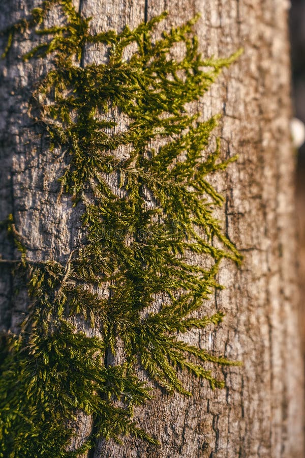 A Dense Layer of Green Moss on a Tree Trunk. Stock Photo - Image of ...