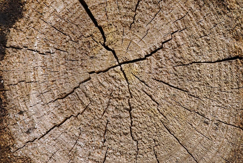 Rough wood logs texture stock image. Image of materials - 149479631