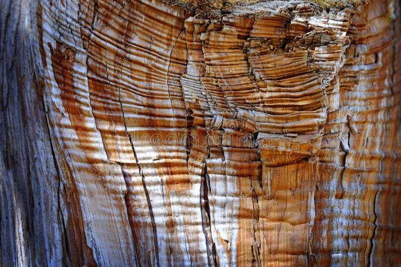 Rough Wood Tree Trunk Pattern Texture Stock Image - Image of growth ...