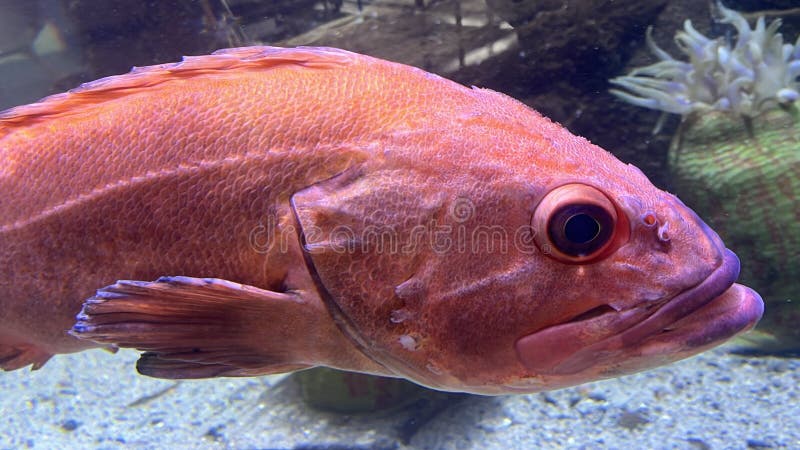 A Rougheye Rockfish in an Aquarium Stock Photo - Image of flower ...