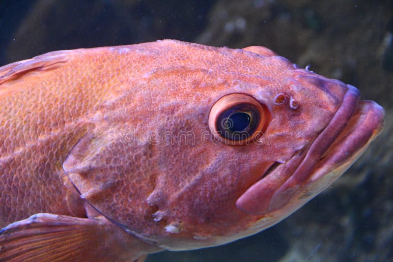 A Rougheye Rockfish in an Aquarium Stock Image - Image of animal ...