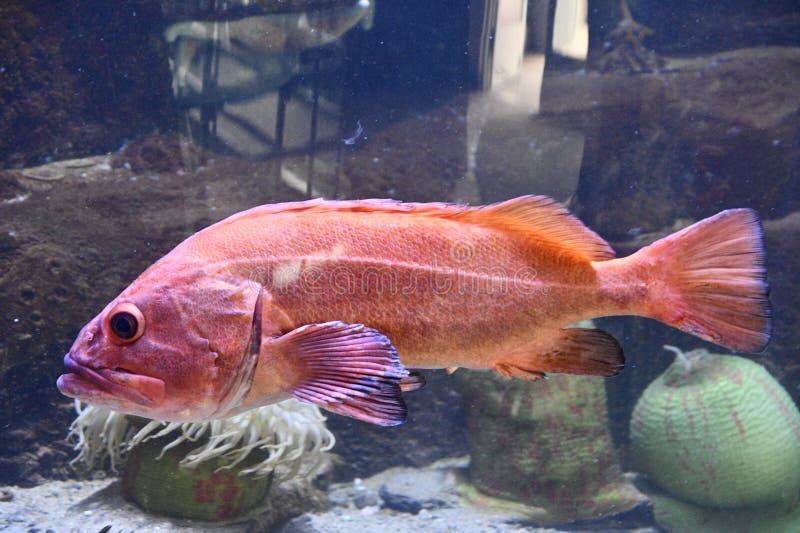 A Rougheye Rockfish in an Aquarium Stock Image - Image of aquatic ...