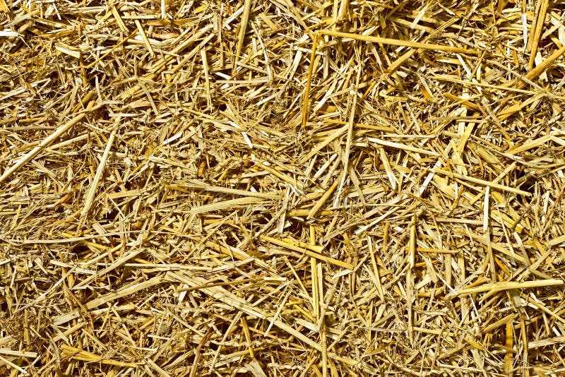 Roughly Chopped Wheat Straw Stock Image - Image of autumn, agriculture ...