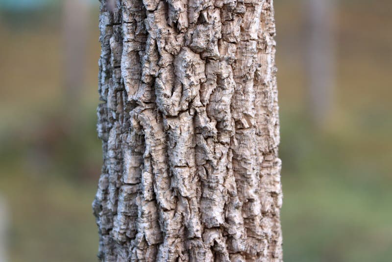 Roughness Surface of Tree Trunk, Texture of Tree Bark Stock Photo ...