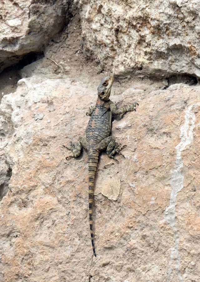 Roughtail Rock Agama Lizard (lat.- Stellagama Stellio Stock Photo ...