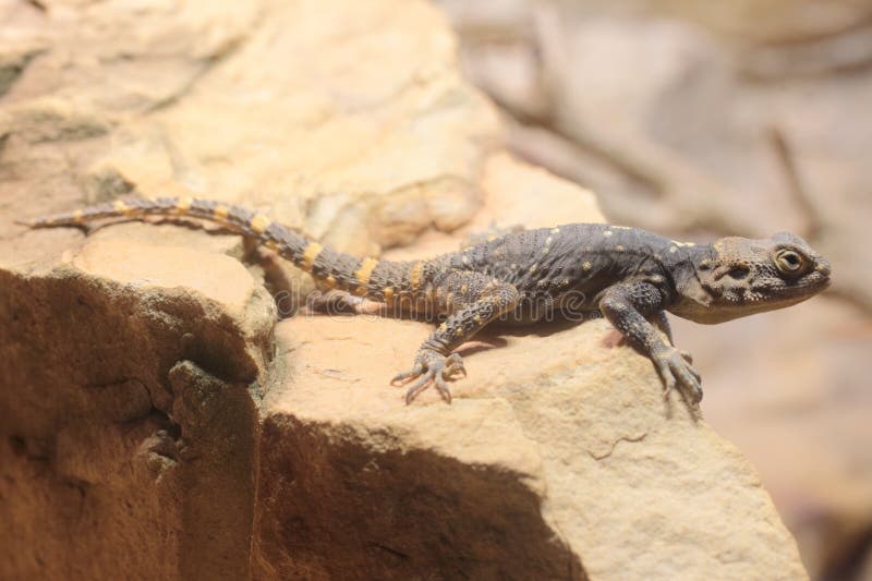 Roughtail rock agama stock image. Image of retpile, stellio - 378206087