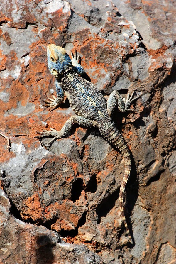 Roughtail Rock Agama, or Stellagama Stellio Lizard on a Rock, Turkey ...