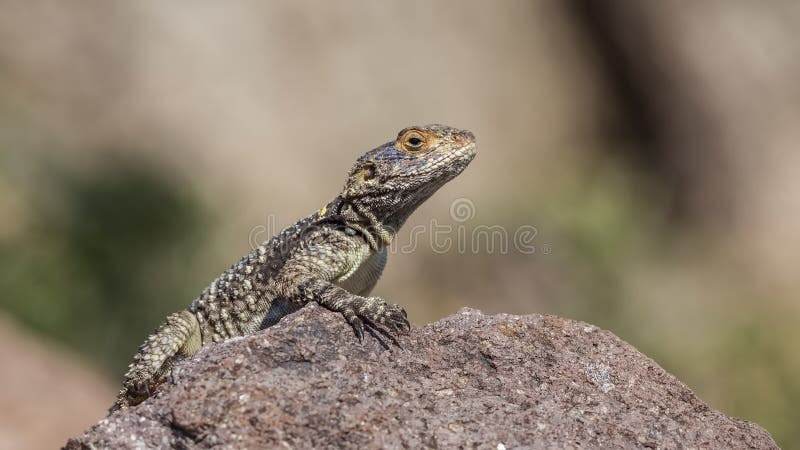 Roughtail Rock Agama or Hardun Lizard on a Rock Stellagama Stellio or ...
