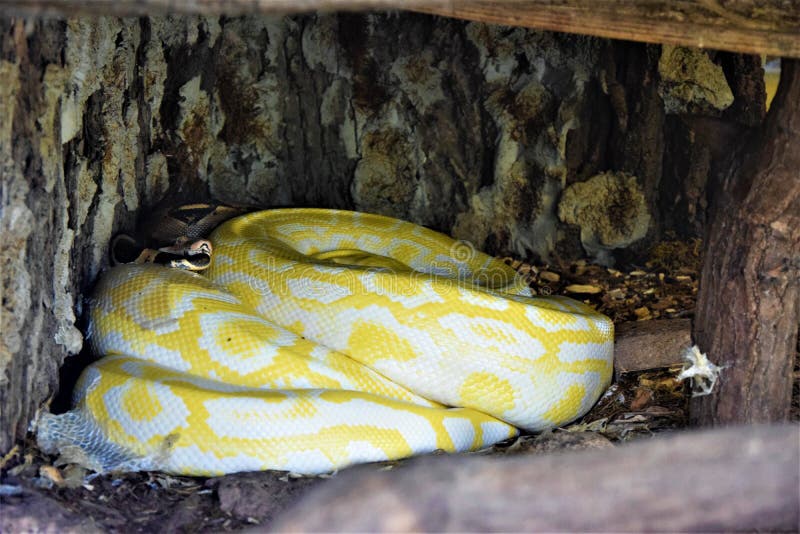 Tigre de python image stock. Image du tigré, sauvage - 76880815