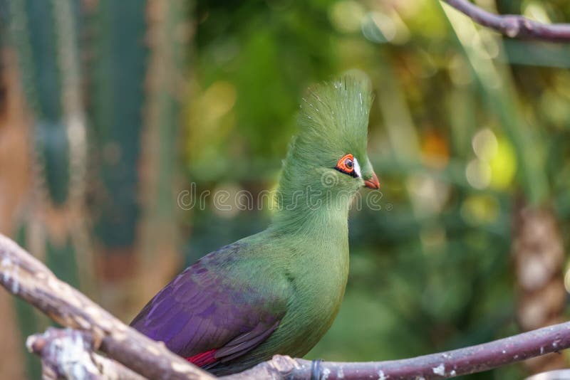 Roul-roul Partridge Exotic Birds and Animals in Wildlife in Natural ...