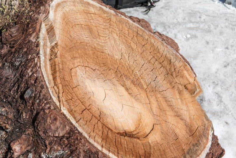 Round Annual Rings on Pine Bark Tree Wood Stock Image - Image of ...