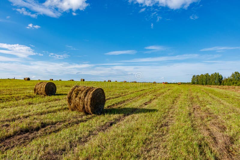 Round Bail of Hay in a Field Stock Image - Image of green, countryside ...