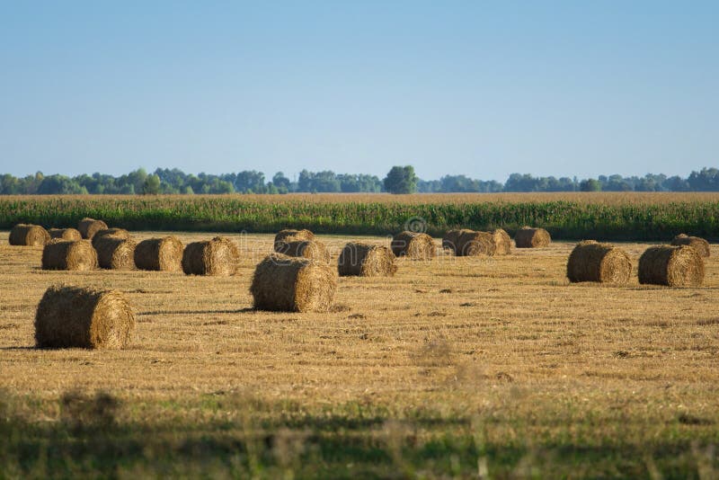Round Bail of Hay in a Field Stock Image - Image of natural ...
