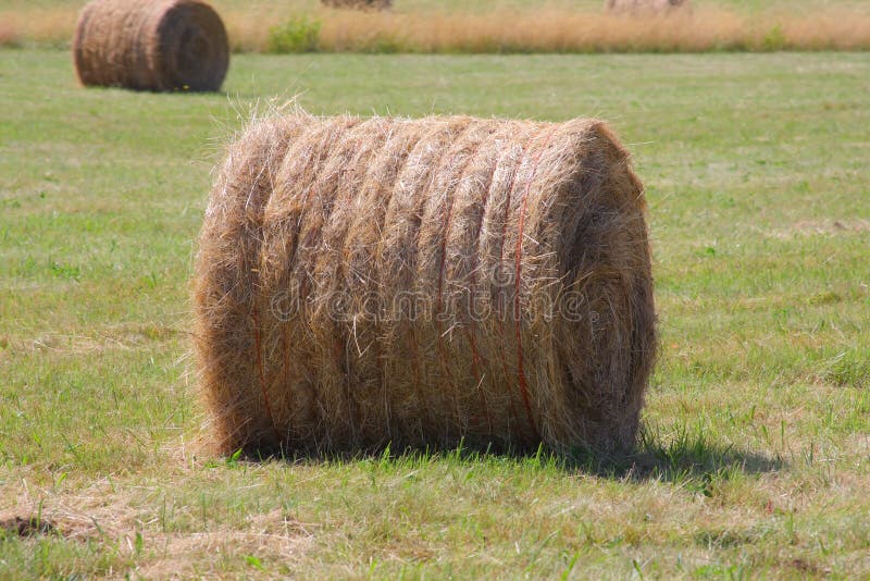 Round Bale Of Hay Picture. Image: 5975212