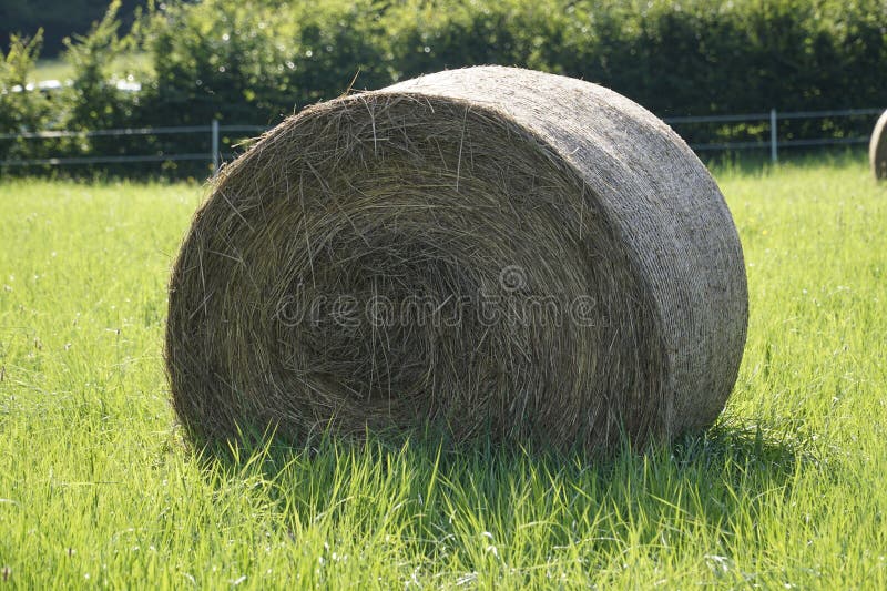 Round Bale of Hay on Meadow Stock Photo - Image of grass, outdoors ...