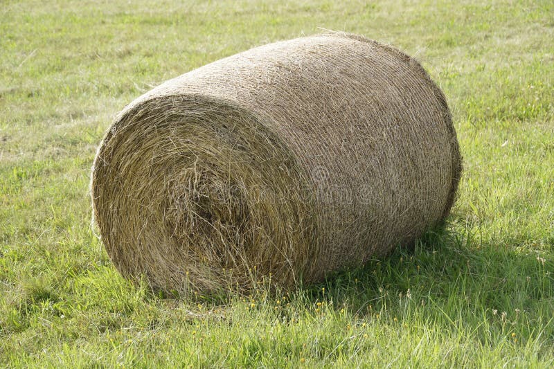 Round Bale of Hay on Meadow Stock Photo - Image of harvesting, outdoors ...