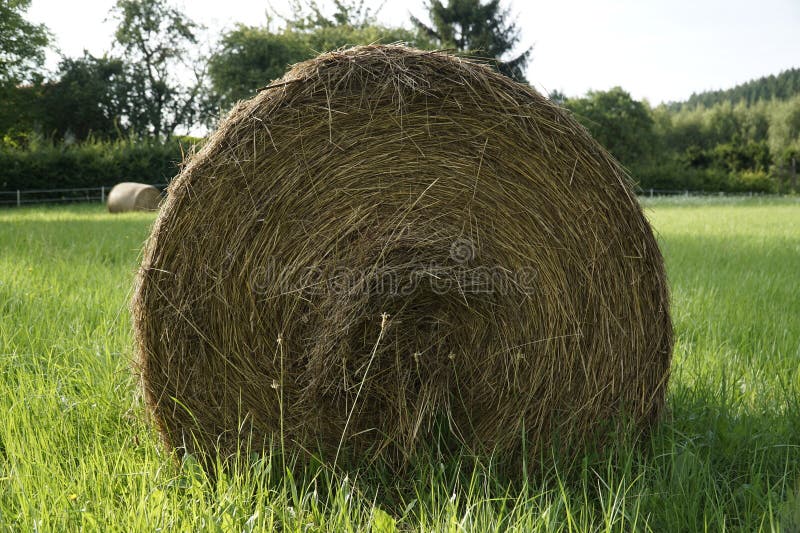 Round Bale of Hay on Meadow Stock Image - Image of summer, meadow ...
