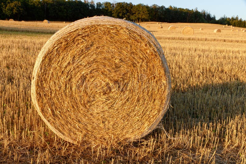 Round Bale of Straw in the Field Stock Image - Image of straw, plant ...