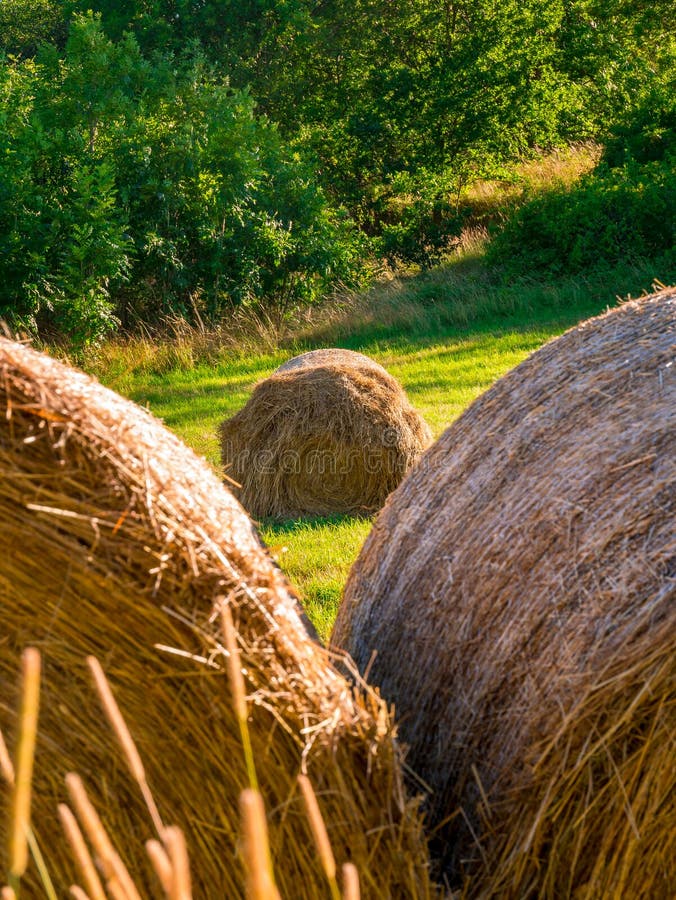 Round Bale of Straw in the Meadow, Framed by Two Bales in the ...